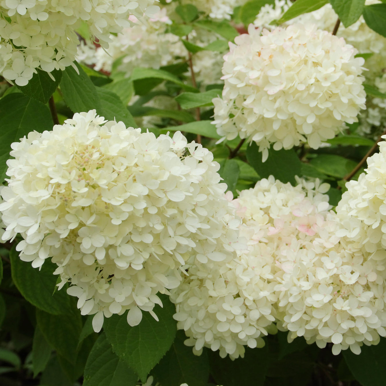 Hydrangea 'Grandiflora' | Panicle Hydrangea – Gardeners Dream