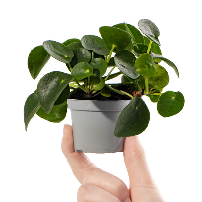 Fur Friendly House Plant Bundle | Indoor Plants – Gardeners Dream