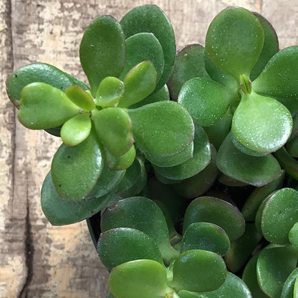 Easy Care Vibrant House Plant Bundle | Indoor Plants – Gardeners Dream