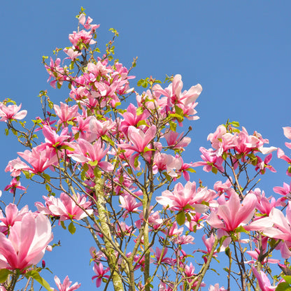 Magnolia 'Susan' | Purple Tulip Tree – Gardeners Dream