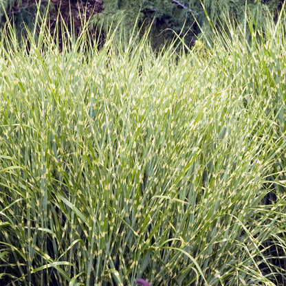 Miscanthus 'Strictus' | Porcupine Grass – Gardeners Dream