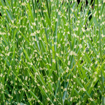 Miscanthus 'Zebrinus' | Zebra Grass – Gardeners Dream