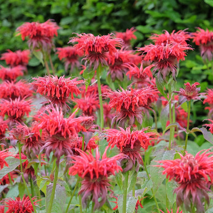 monarda-cambridge-scarlet-bee-balm-gardeners-dream