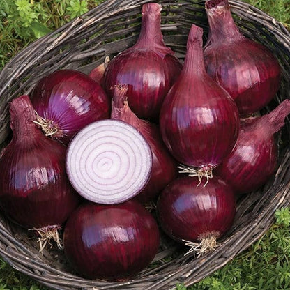 Red Baron Onion Sets - Grow Your Own Garden Vegetables – Gardeners Dream