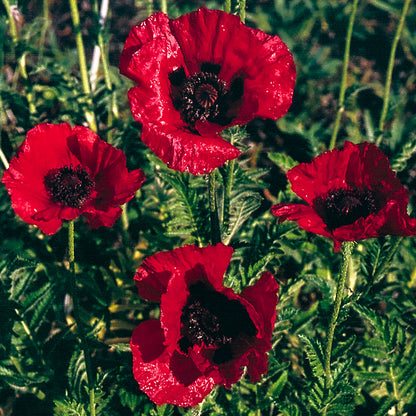 Papaver 'Red Rumble' | Oriental Poppy – Gardeners Dream