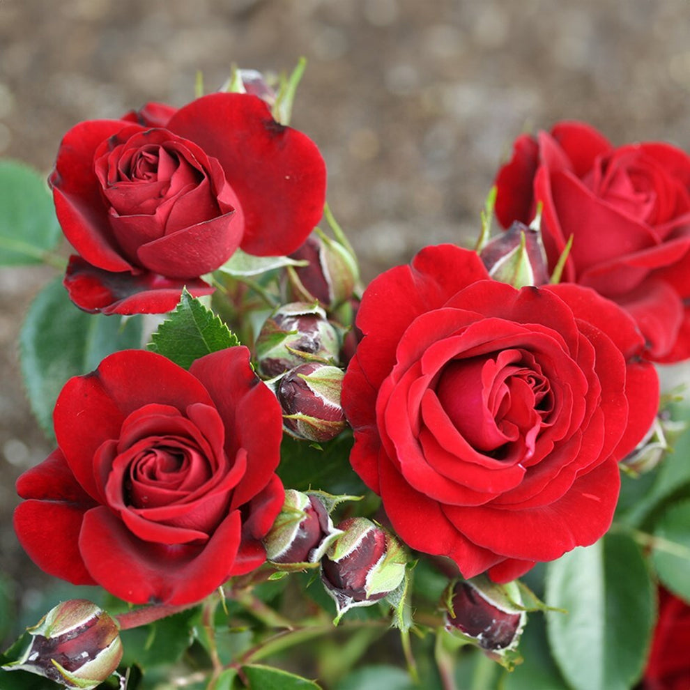 Rosa 'Ruby Romance' | Patio Rose – Gardeners Dream
