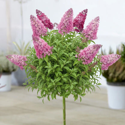 Buddleia 'Little Pink' Patio Tree | Butterfly Bush – Gardeners Dream