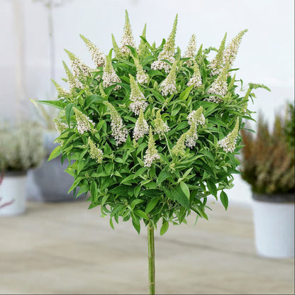 Buddleia 'Little White' Patio Tree | Butterfly Bush – Gardeners Dream