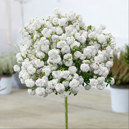 Viburnum 'Eskimo' Patio Tree | Snowball Bush – Gardeners Dream