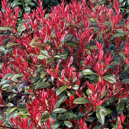 Photinia 'Carré Rouge' Patio Tree | Christmas Berry Tree – Gardeners Dream