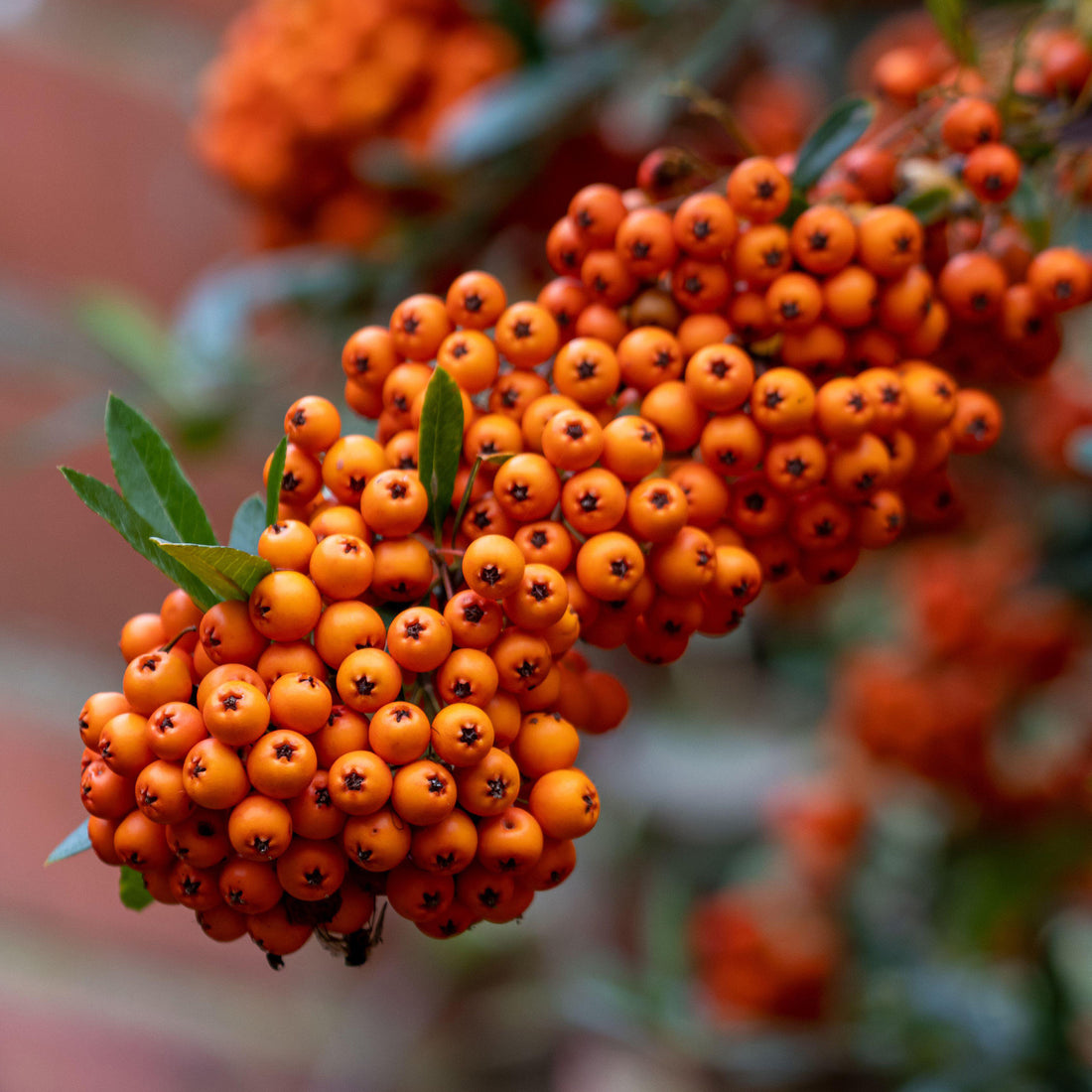 Pyracantha 'Saphyr Orange' | Firethorn Shrub Garden Plant – Gardeners Dream