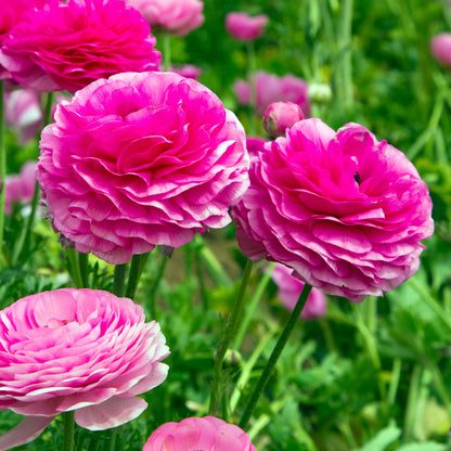 Ranunculus 'Pink' | Ranunculus Corms – Gardeners Dream