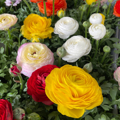 Ranunculus 'Mixed', Ranunculus | Free UK Delivery over £50 – Gardeners ...