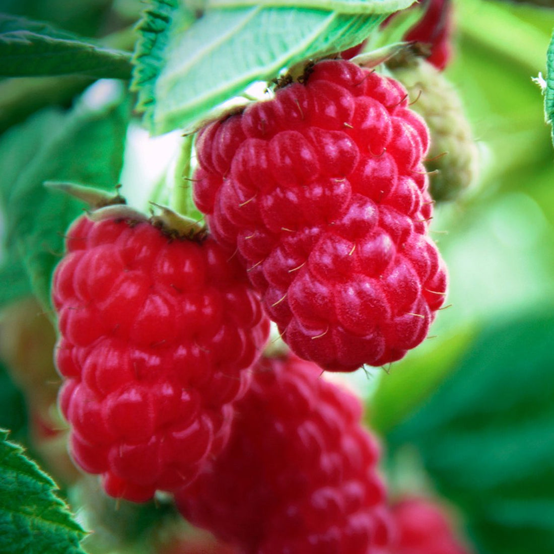 Raspberry 'Autumn Chef' | Raspberry – Gardeners Dream