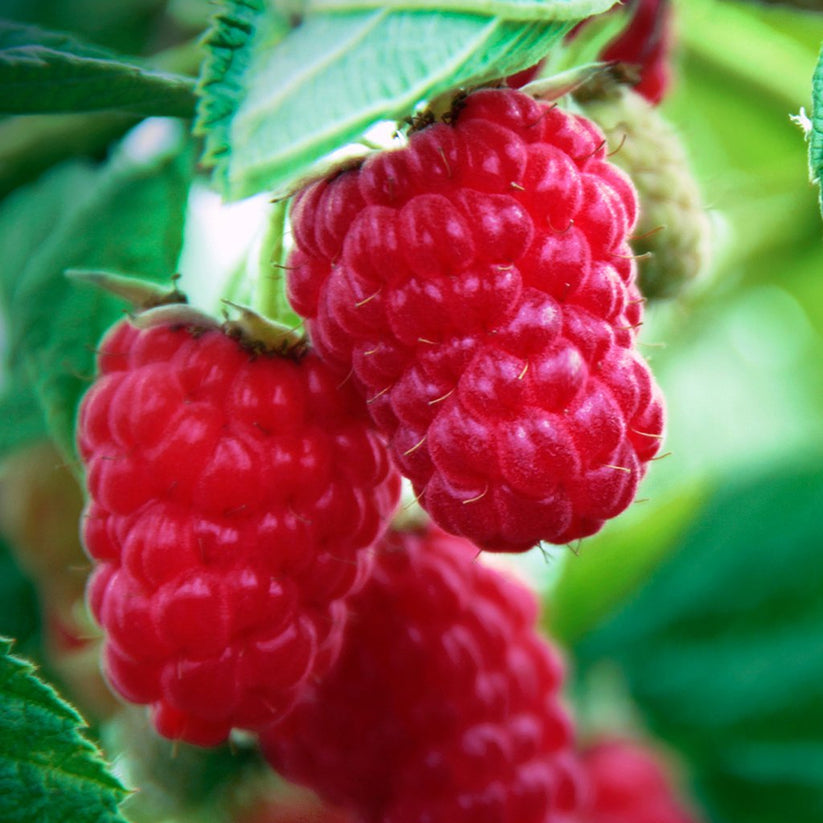 Raspberry 'Autumn Chef' | Raspberry – Gardeners Dream