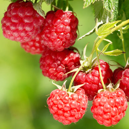 Raspberry 'Cascade Delight' | Raspberry – Gardeners Dream