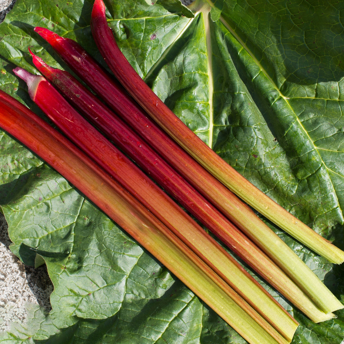 Rhubarb Raspberry Red Rhubarb Gardeners Dream