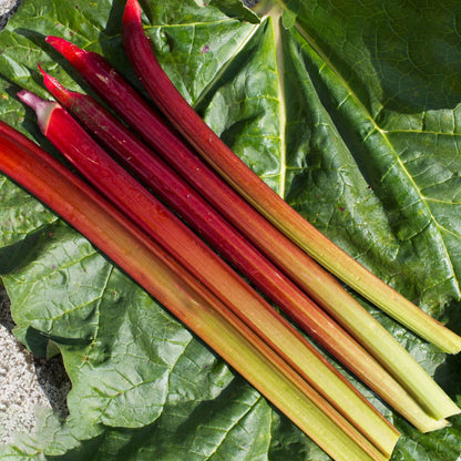 Rhubarb 'Raspberry Red' | Rhubarb – Gardeners Dream