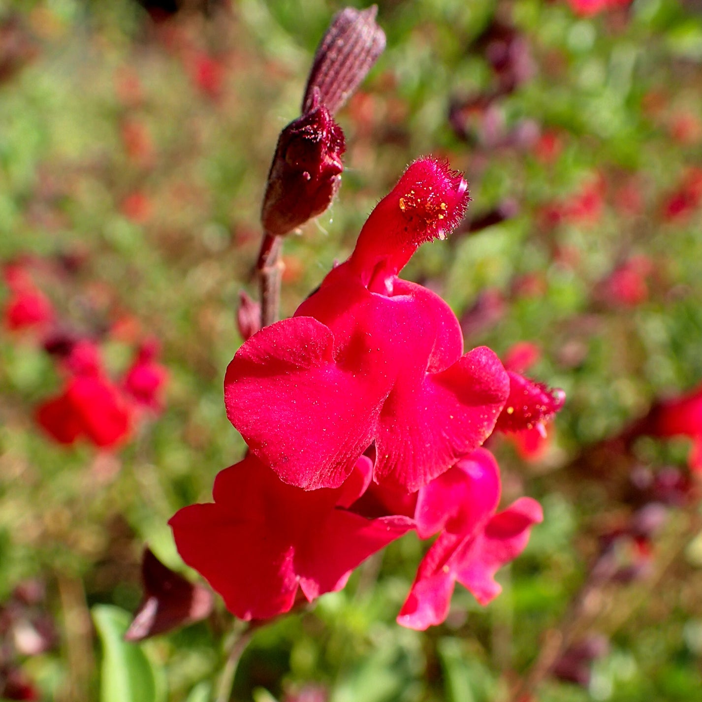 Salvia 'Magical Colorado' | Sage – Gardeners Dream