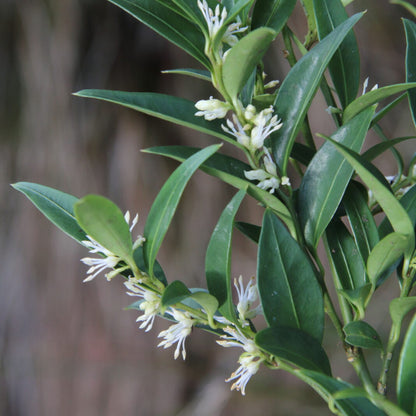Sarcococca 'Dragon Gate' | Sweet Box – Gardeners Dream