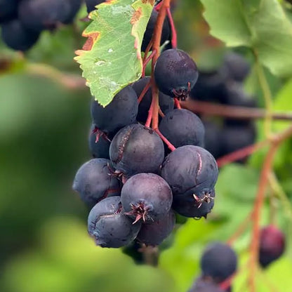 Saskatoon 'Thiesson' | Saskatoon – Gardeners Dream
