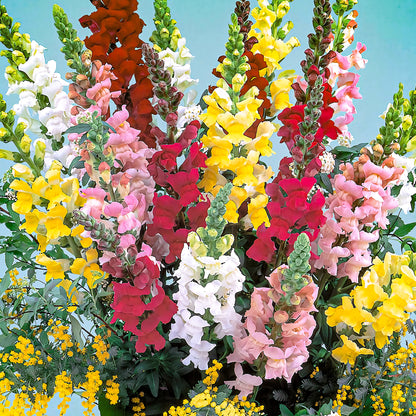 Antirrhinum 'Admiral Mixed' | Snapdragon Seeds – Gardeners Dream