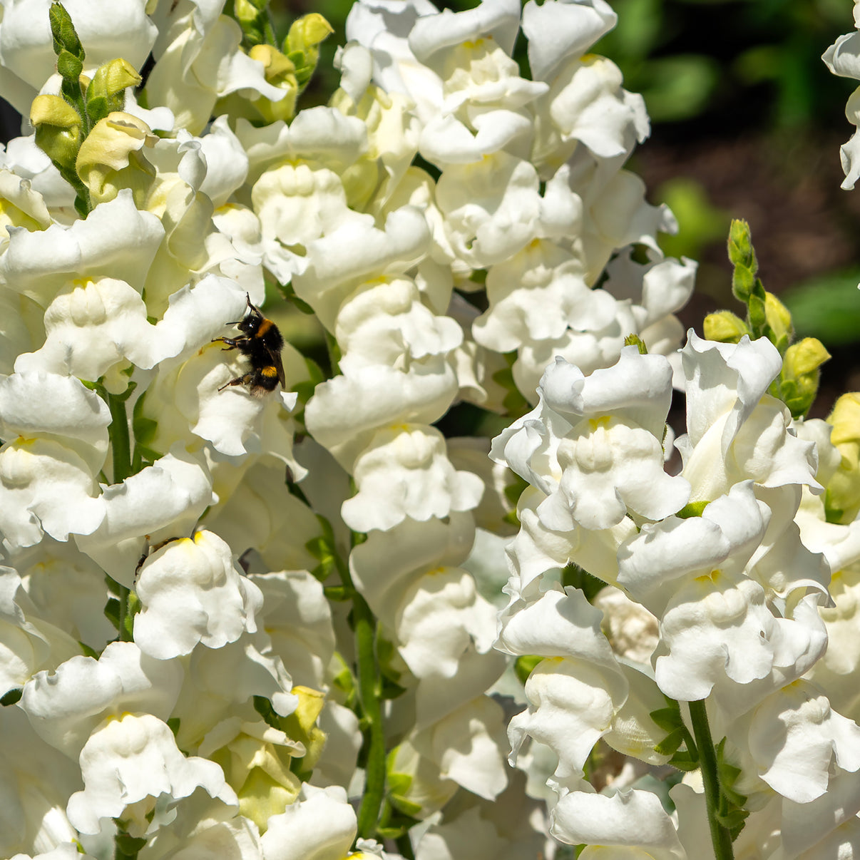 Antirrhinum 'Admiral White' | Snapdragon Seeds – Gardeners Dream