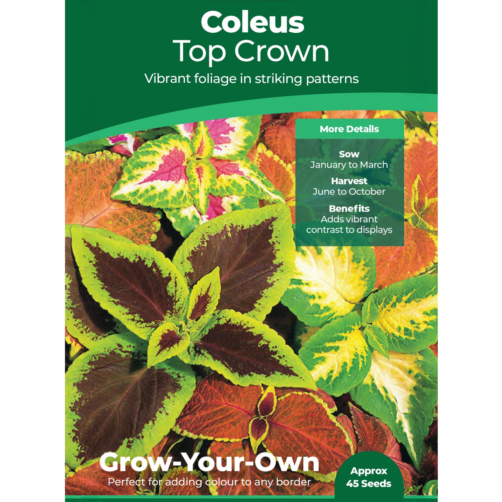 Coleus Top Crown Seeds | Outdoor Plants | Free UK Delivery – Gardeners ...