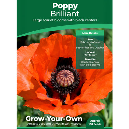 Poppy Brilliant | Grow Your Own | Free UK Delivery – Gardeners Dream