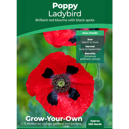 Poppy Ladybird | Grow Your Own | Free UK Delivery – Gardeners Dream