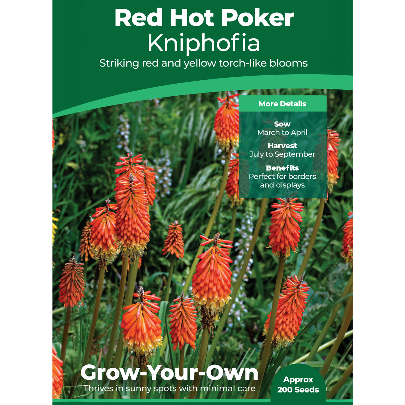 Kniphofia Red Hot Poker Flower Seeds | Outdoor Plants – Gardeners Dream