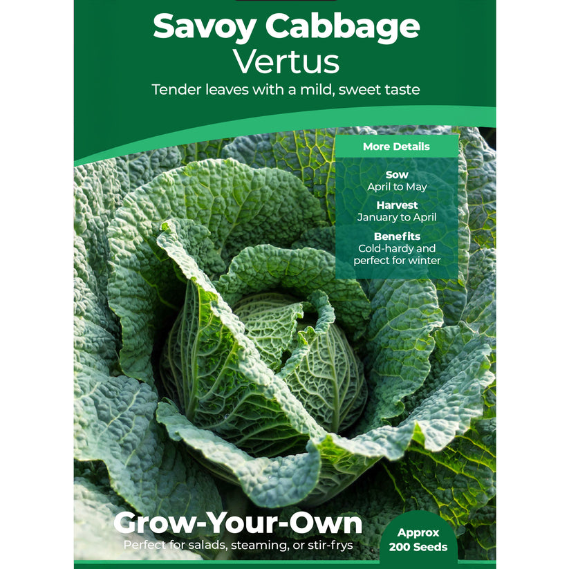 Vertus Savoy Cabbage Seeds | Winter Veg | Free UK Delivery – Gardeners ...