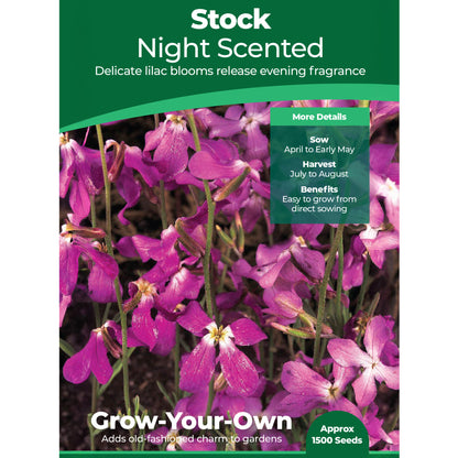 Stock Night Scented | Grow Your Own | Free UK Delivery – Gardeners Dream