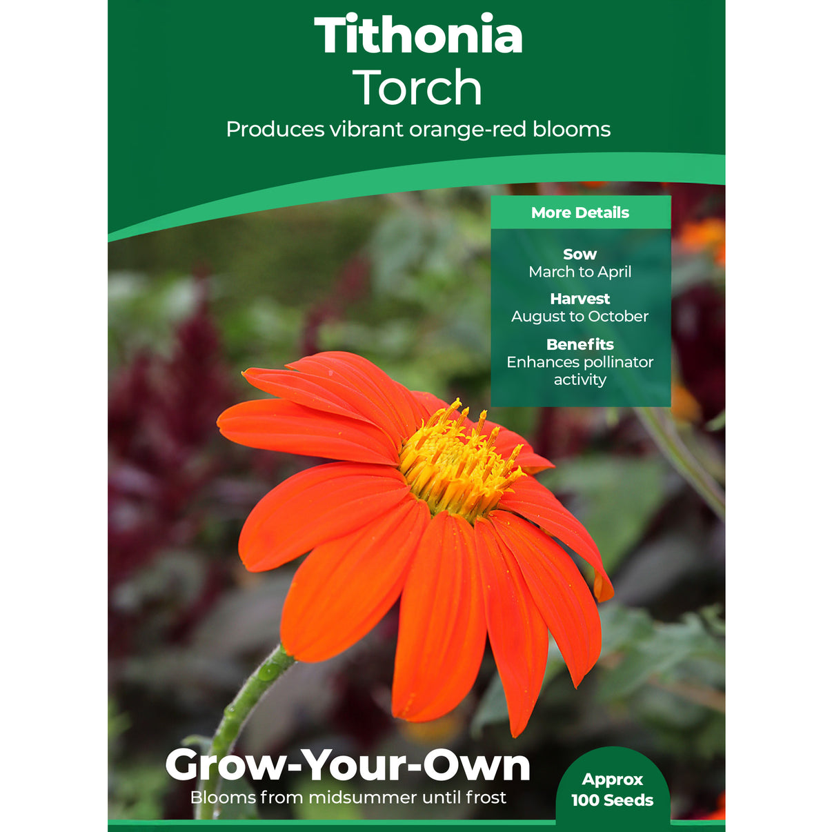 Tithonia Torch | Grow Your Own | Free UK Delivery – Gardeners Dream