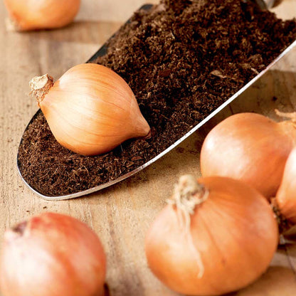 Shallot Red Sun Sets - Grow Your Own Vegetables from Bulbs – Gardeners ...