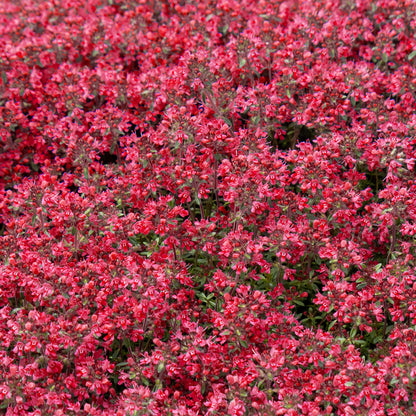 Thyme Alpine Mix | Mixed Varieties – Gardeners Dream