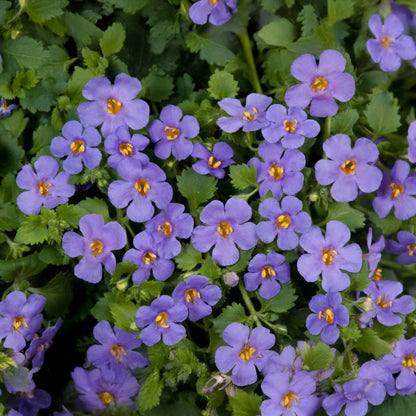 Trio Purple Joy Basket Plants | Mixed Varieties – Gardeners Dream