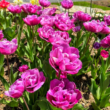 Tulip 'Blue Diamond' | Double Late Tulip – Gardeners Dream