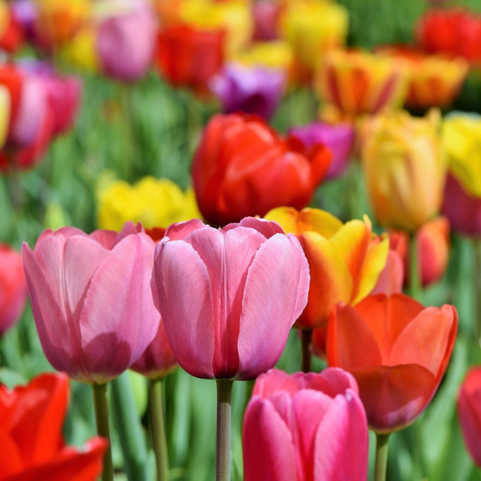 Tulip Garden Mix - Darwin Hybrid | Tulip Garden Mix – Gardeners Dream