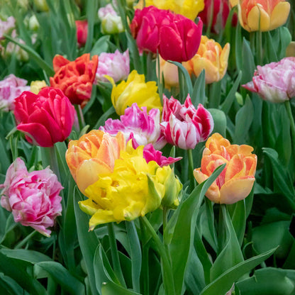 Tulip Double Early Garden Mix | Double Early Tulips – Gardeners Dream