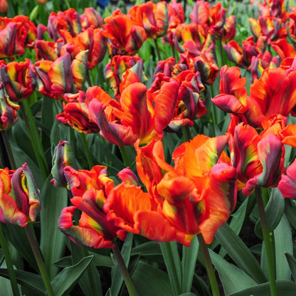 Tulip 'Rasta Parrot' | Botanical Tulip – Gardeners Dream