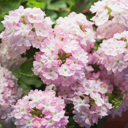Verbena Light Pink Basket Plants – Gardeners Dream