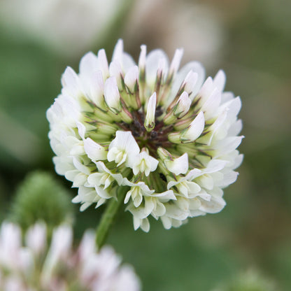 White Clover Grass Seed | Lawn Care – Gardeners Dream