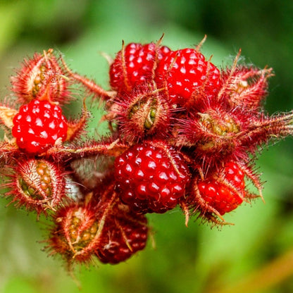 Wineberry | Wineberry – Gardeners Dream
