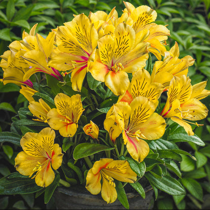 Alstroemeria 'Spring Valley' | Peruvian Lily – Gardeners Dream