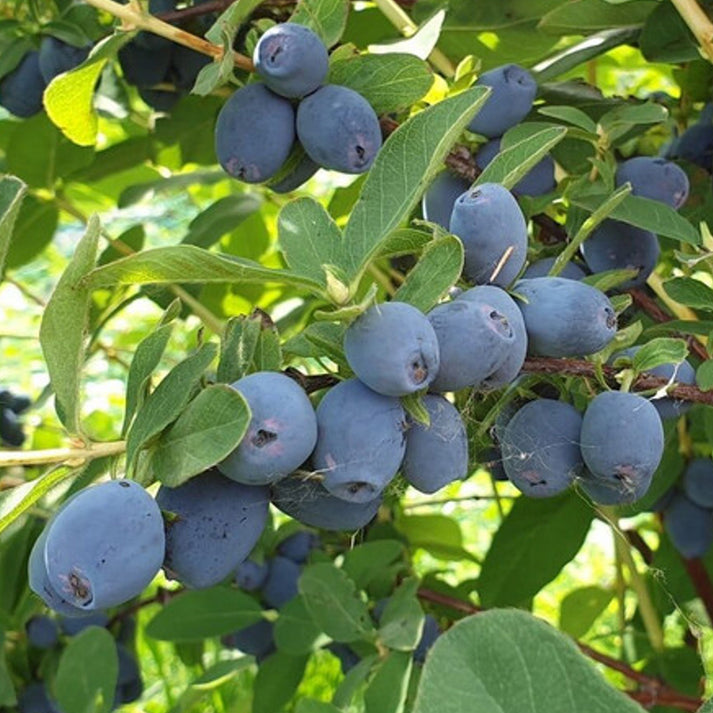 Honeyberry 'Strawberry Sensation' | Honeyberry – Gardeners Dream