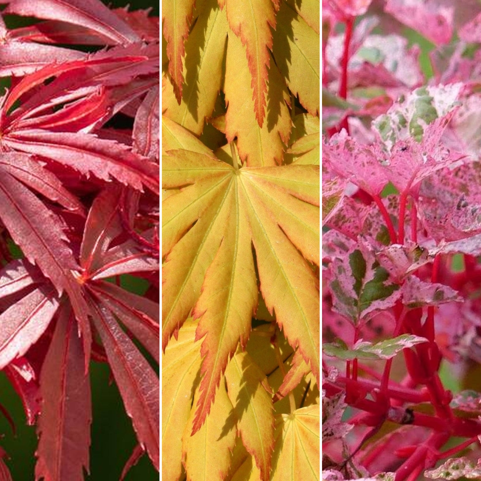 3 Acer Japanese Maple Trees | Shrubs for Sale | Free UK Delivery Over £ ...
