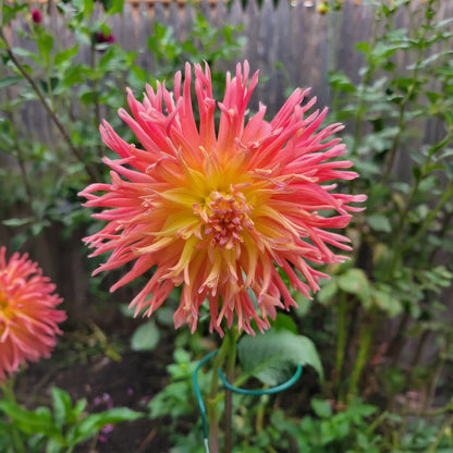 Dahlia 'Fringed Star' | Dahlia Tubers – Gardeners Dream
