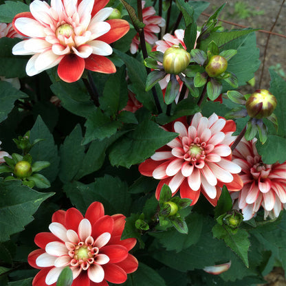 Dahlia 'Pacific Time' | Dahlia Tubers – Gardeners Dream
