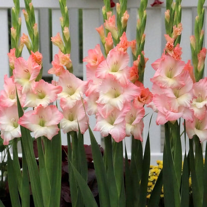 Gladioli 'Careless' | Gladioli Corms – Gardeners Dream